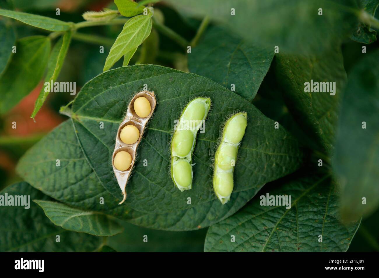 Soybean seeds hi-res stock photography and images - Alamy