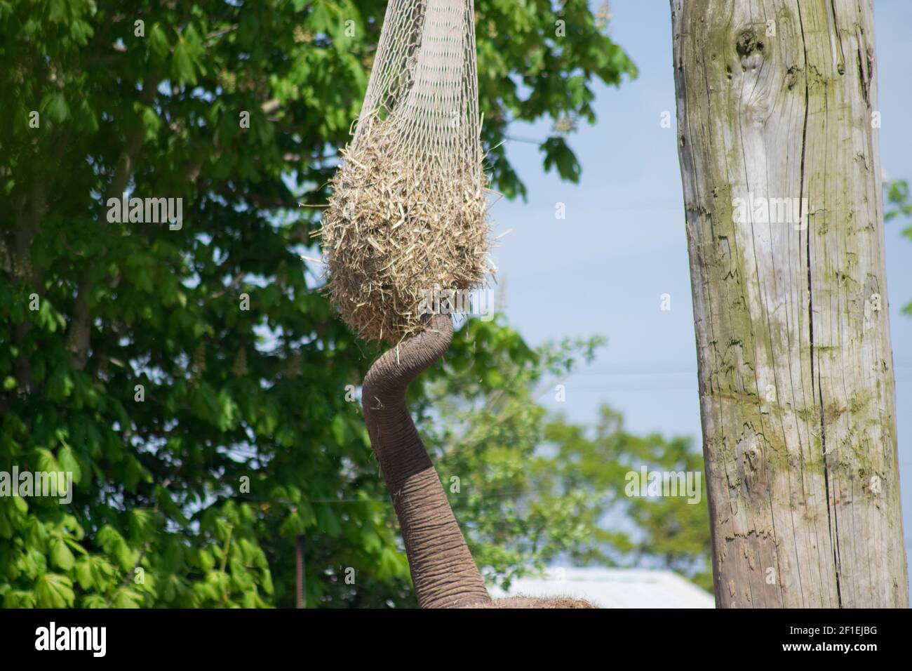 Elephant eating from tree hi-res stock photography and images - Alamy