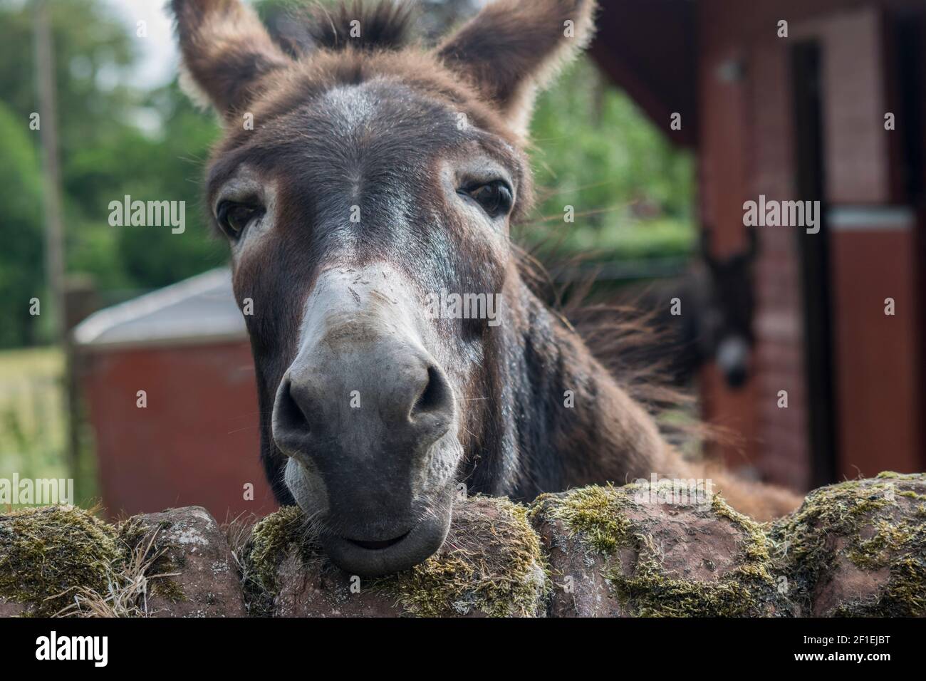 Curious donkey peering over a wall Stock Photo - Alamy