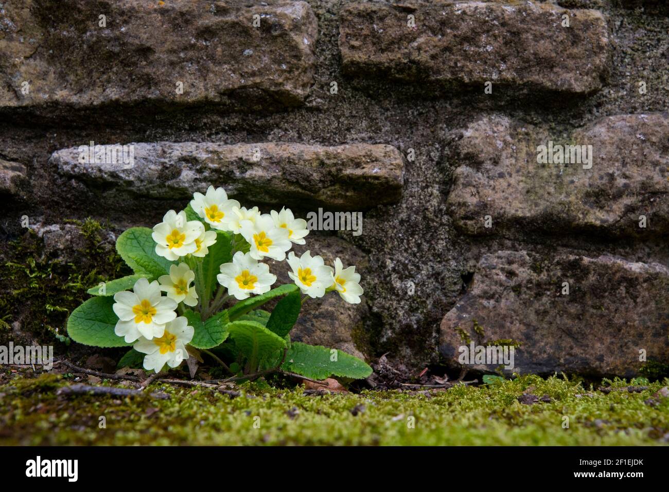 Common primrose (Primula vulgaris) growing in garden wall, Somerset, UK ...