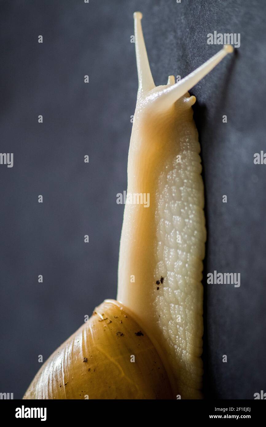 African land snail stretched out of the shell Stock Photo - Alamy