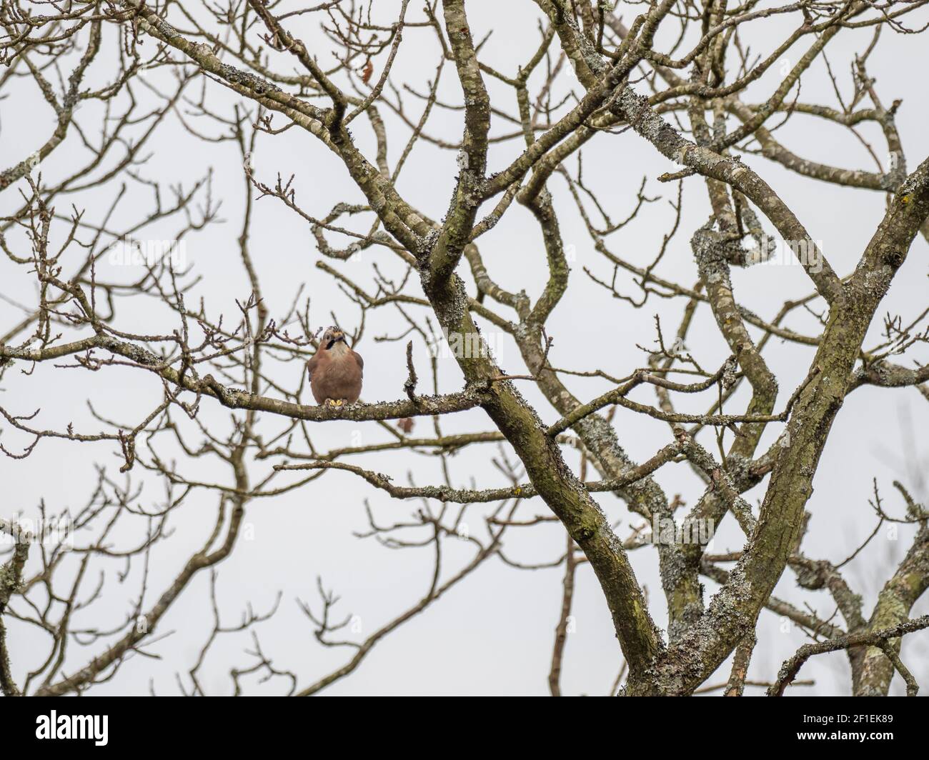 Acorn eating bird hi-res stock photography and images - Alamy
