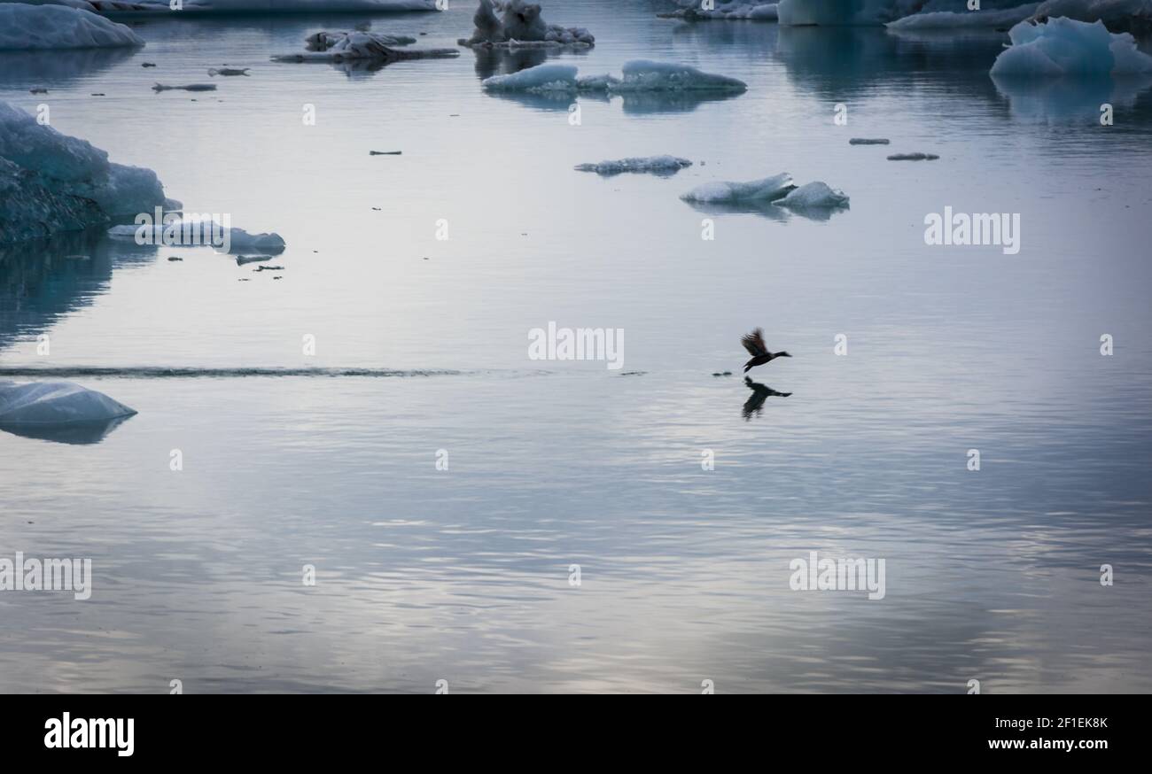 Refraction water duck hi-res stock photography and images - Alamy