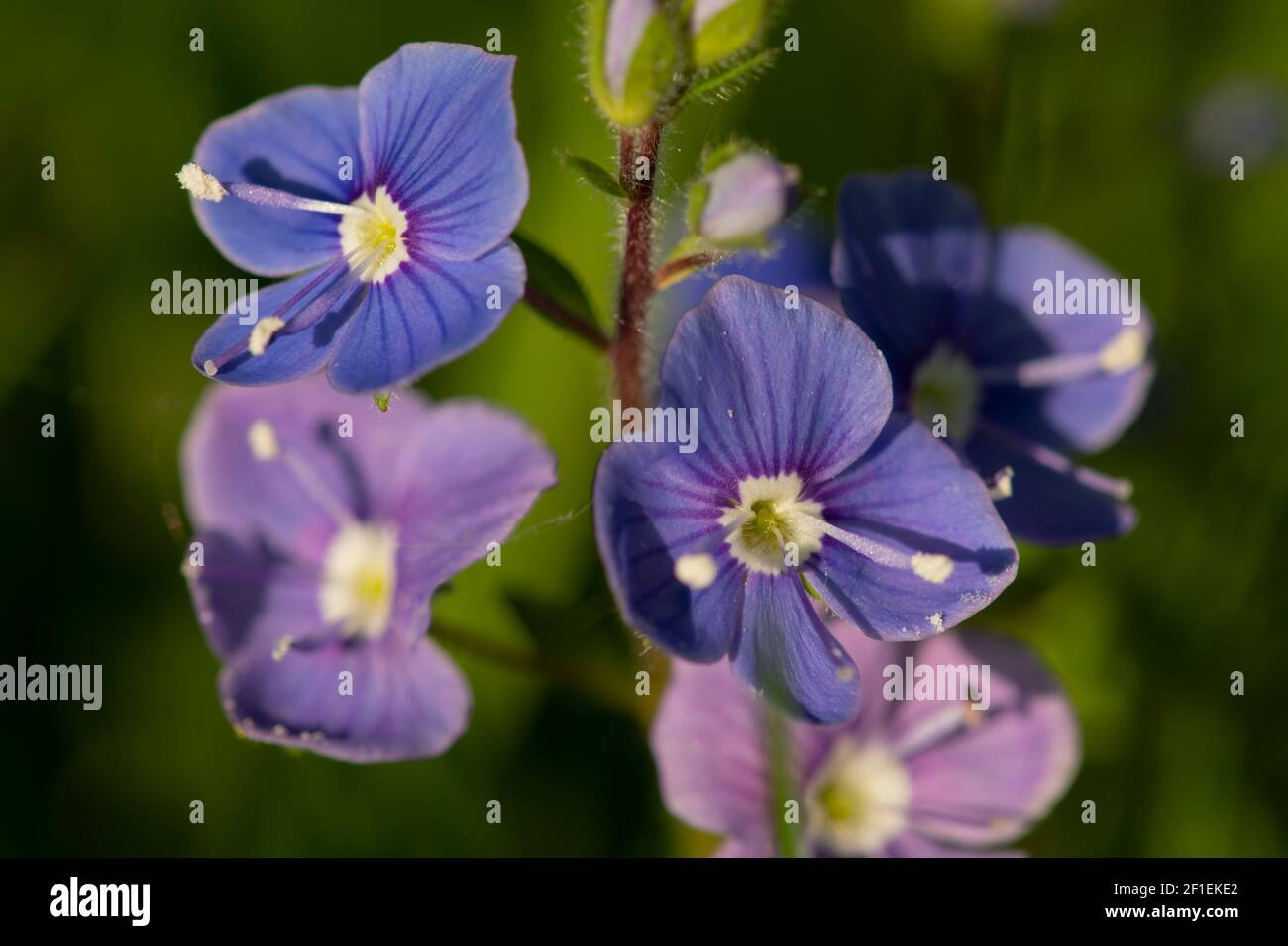 Persian speedwell (Veronica persica), non-native, flowers in garden ...
