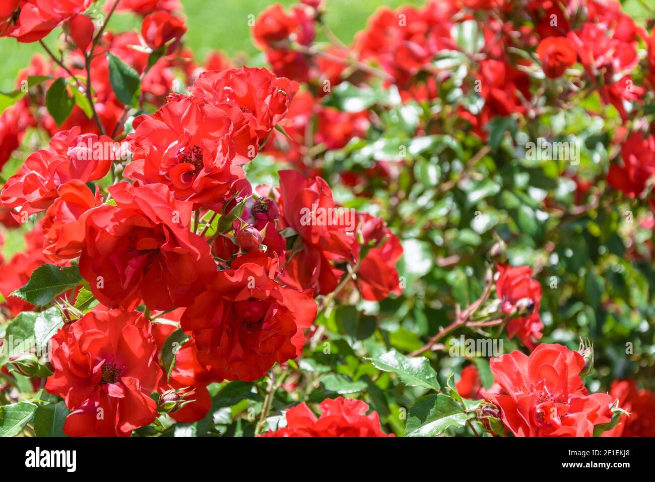 Natural red roses Stock Photo - Alamy