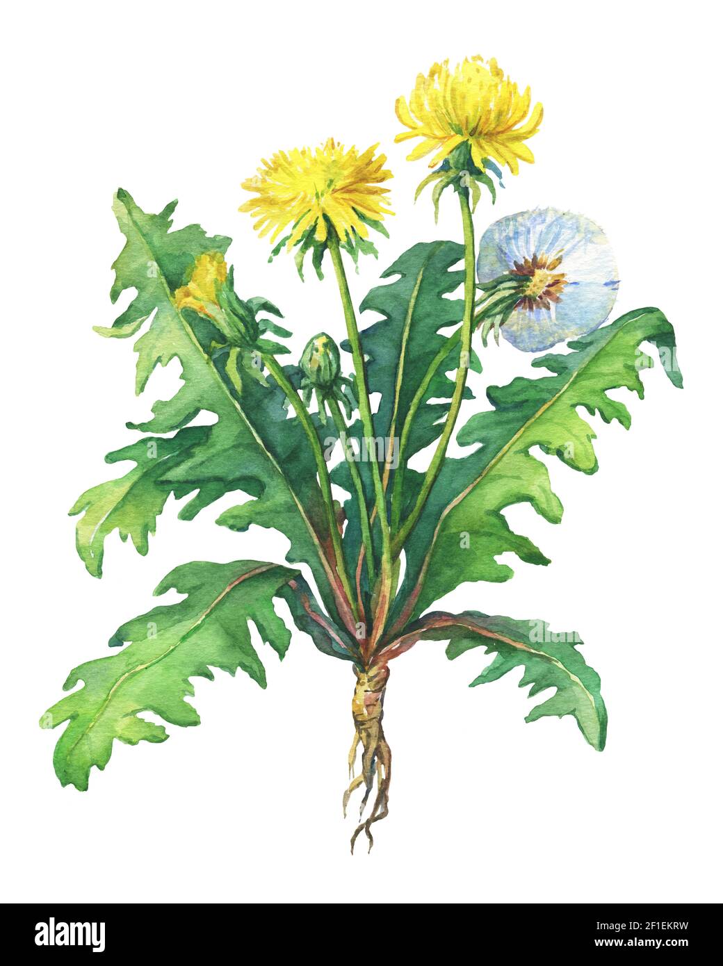 Dandelion spring flowers (Taraxacum, blowball ). Hand drawn watercolor ...