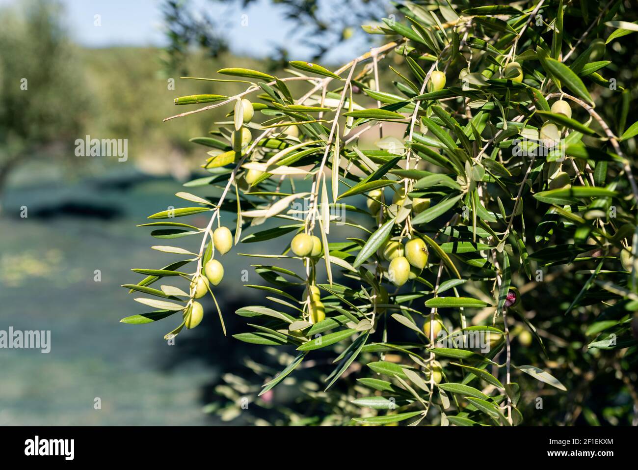 Olive tree branch green hi-res stock photography and images - Alamy