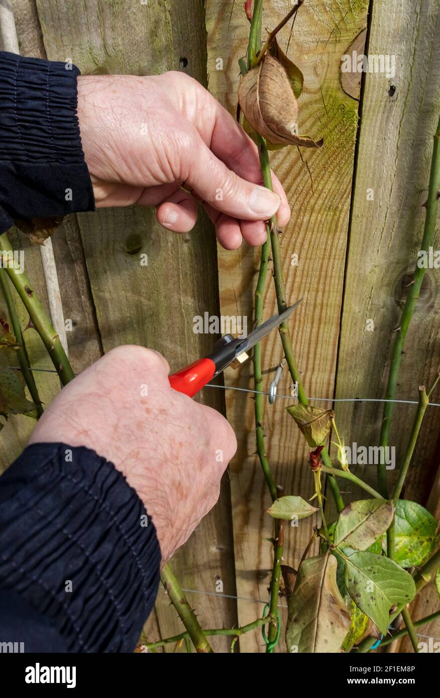 Late winter pruning roses hi-res stock photography and images - Alamy