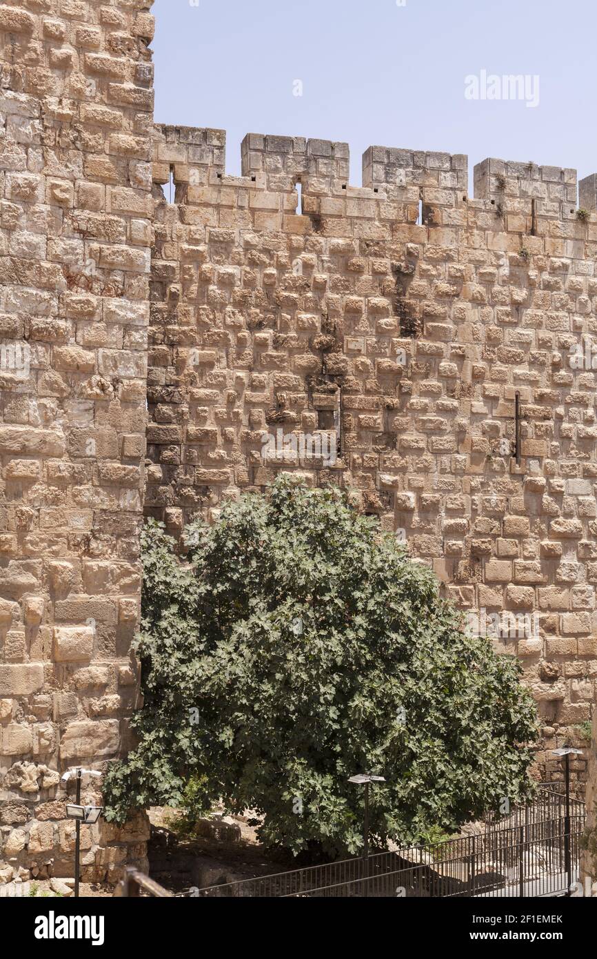 Jerusalem Fig Tree Stock Photo - Alamy