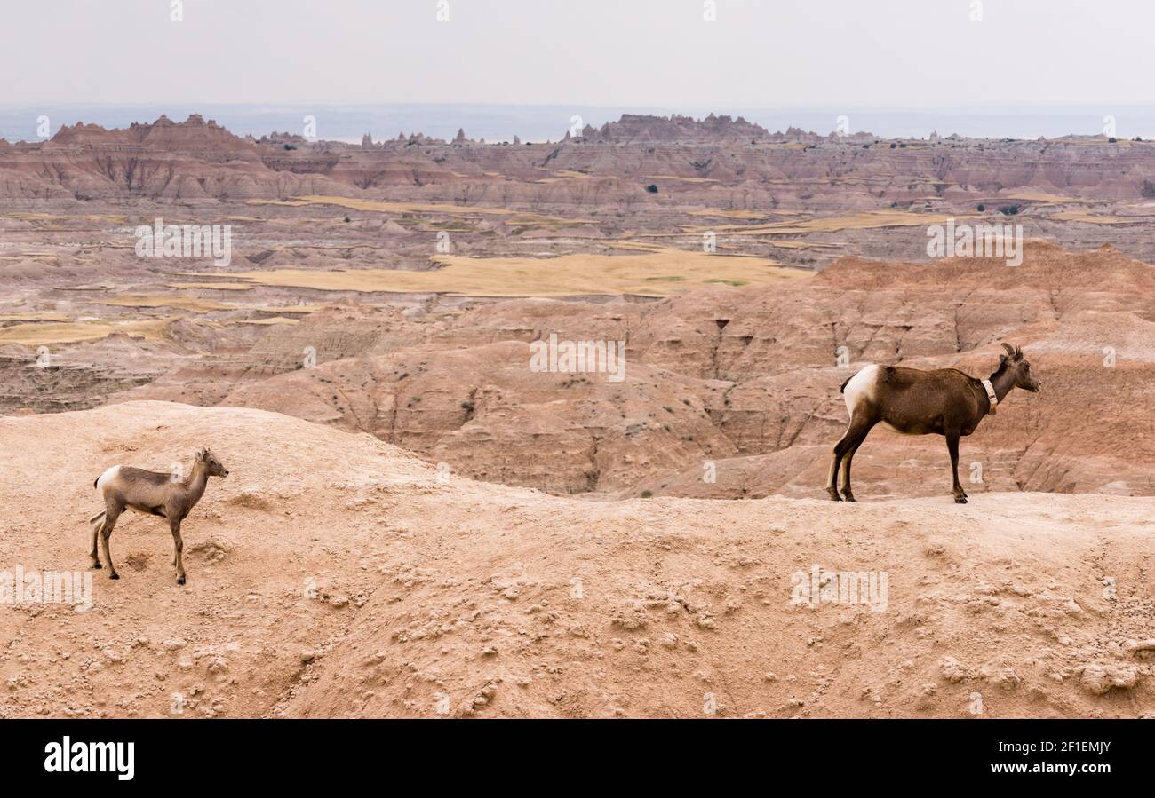 Bighorn Sheep Mother and Calf GPS Tracking Collar Badlands Stock Photo ...