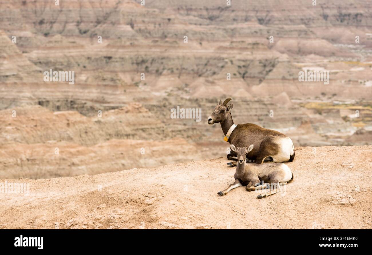 Bighorn Sheep Mother and Calf GPS Tracking Collar Badlands Stock Photo ...
