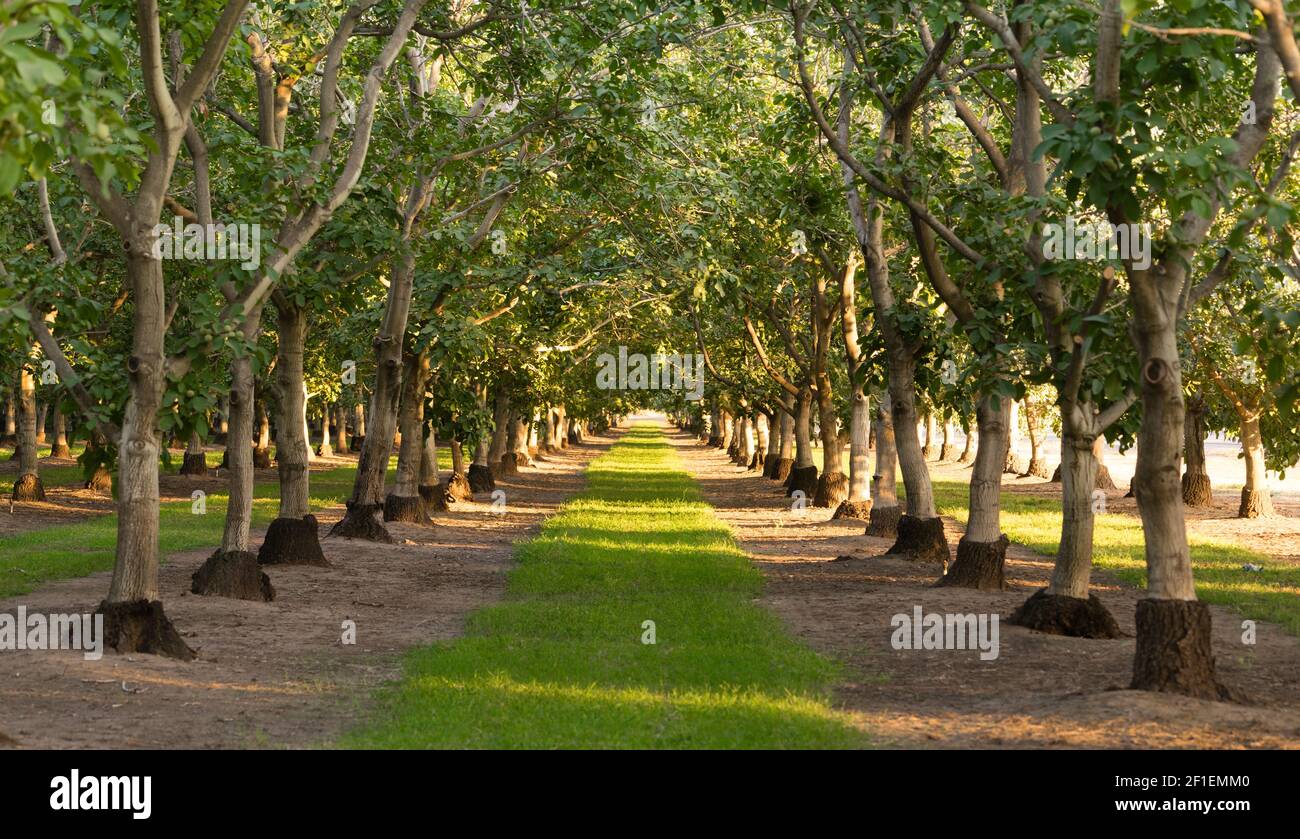 Lime Orchard Sour Tart Fruit Growing on Trees Stock Photo - Alamy
