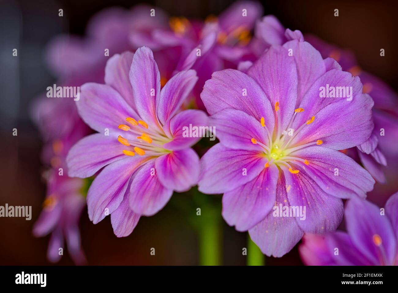 Red flowers under drops water hi-res stock photography and images - Alamy