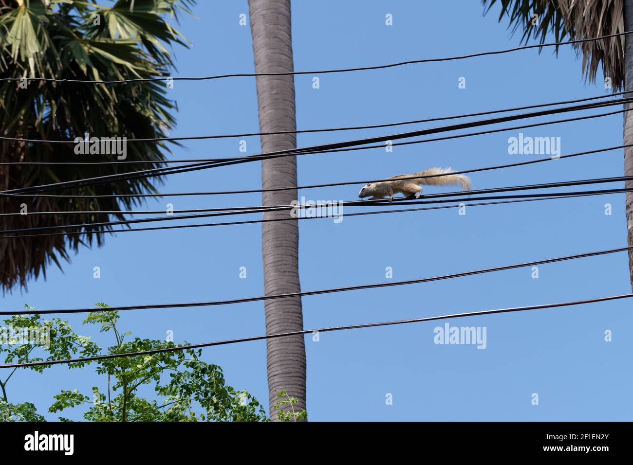 Squirrel running on power line with blue background Stock Photo - Alamy