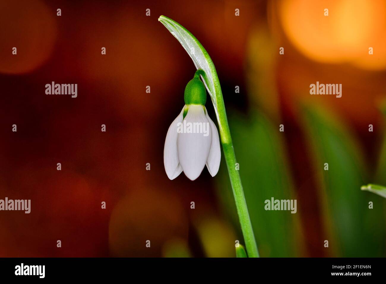 Orchid flowers over water hi-res stock photography and images - Alamy