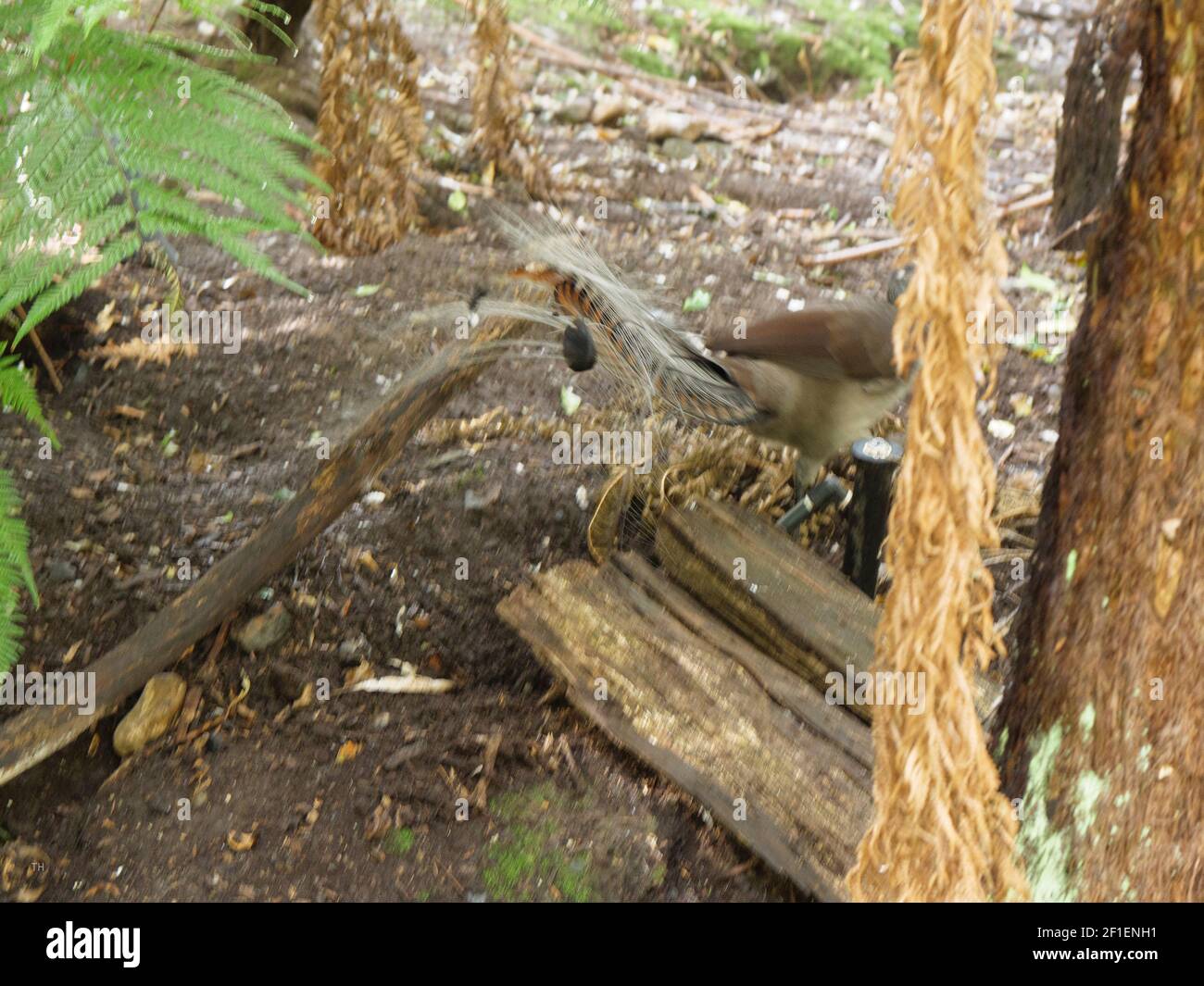 Lyre Bird Nest
