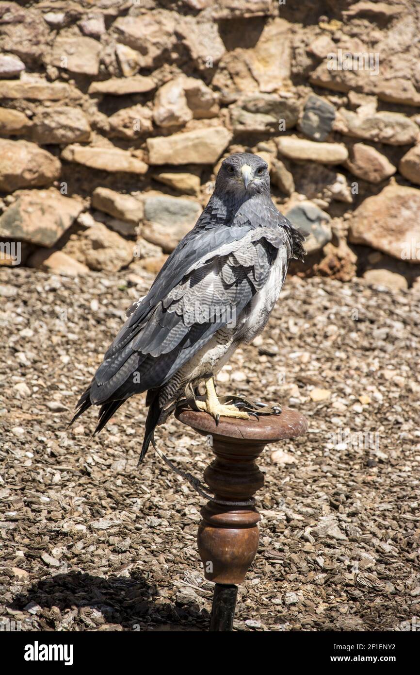 A Black Chested Buzzard Eagle on a perch Stock Photo - Alamy