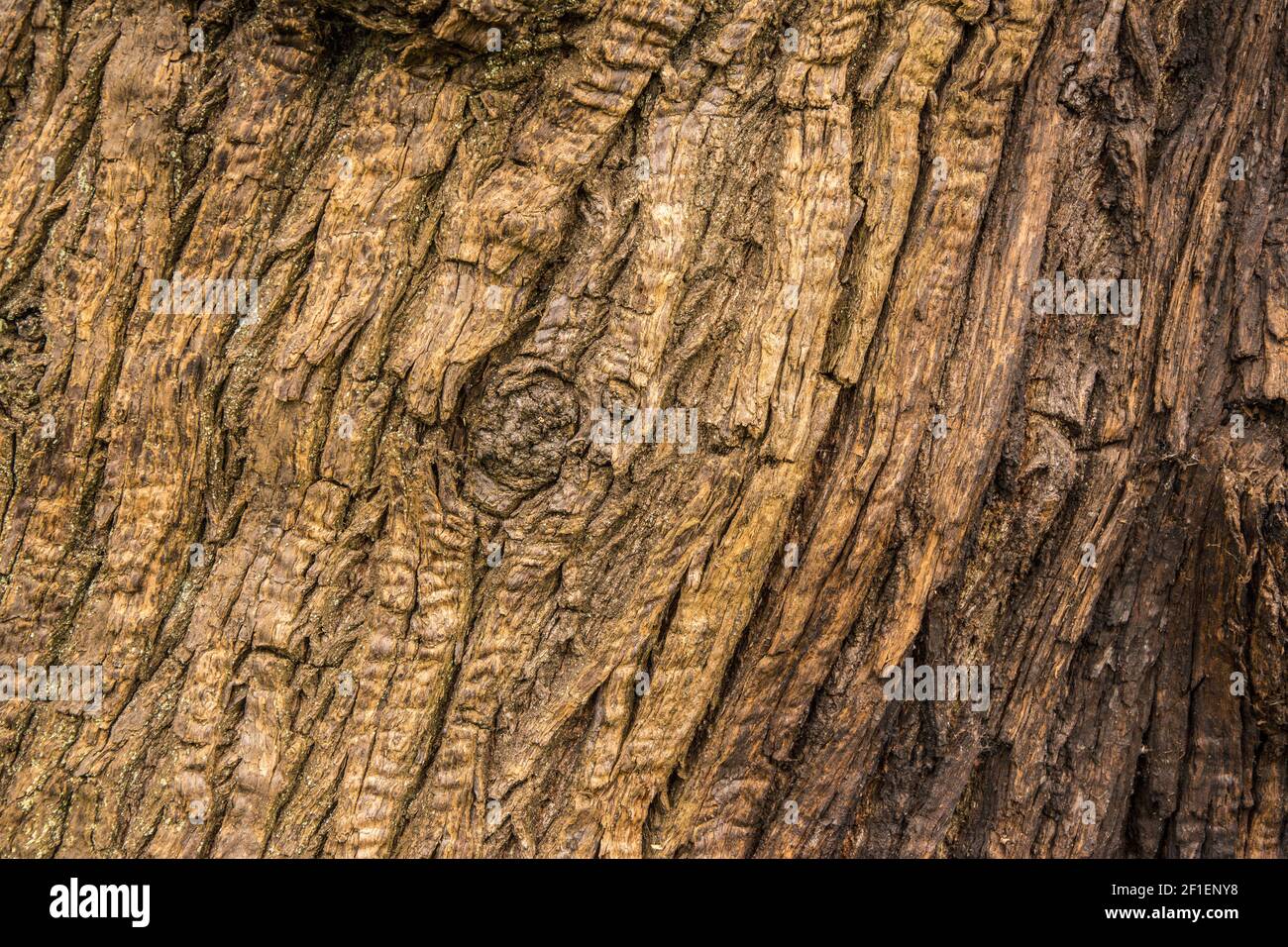 Tree wood texture hi-res stock photography and images - Alamy