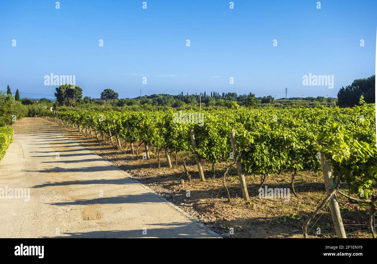 Mediterranean vineyard hi-res stock photography and images - Alamy