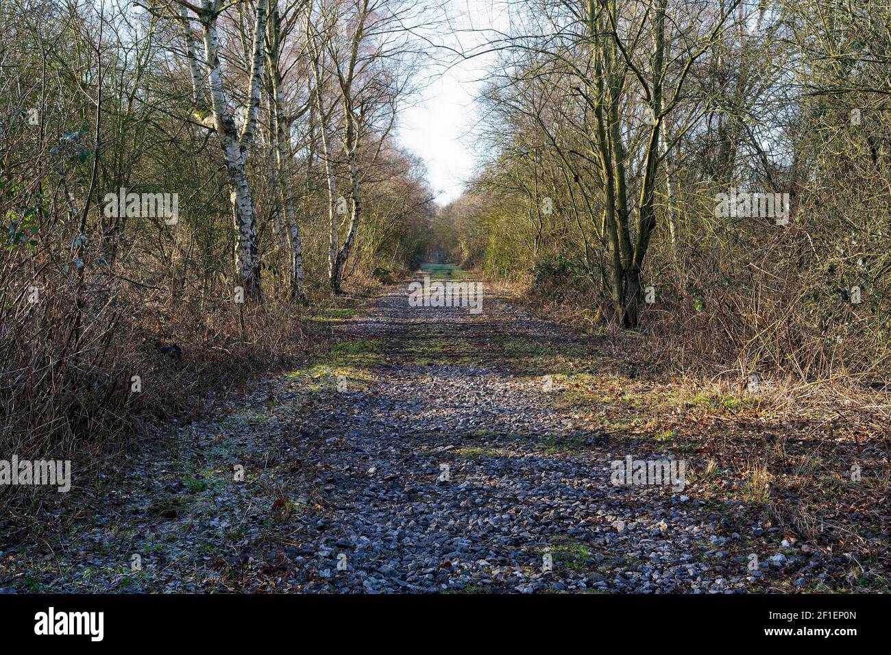 Trees and dense undergrowth line the route of a former railway line in ...