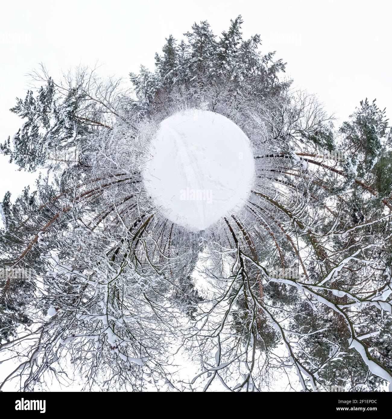 Winter tiny planet in snow covered pinery forest. transformation of ...