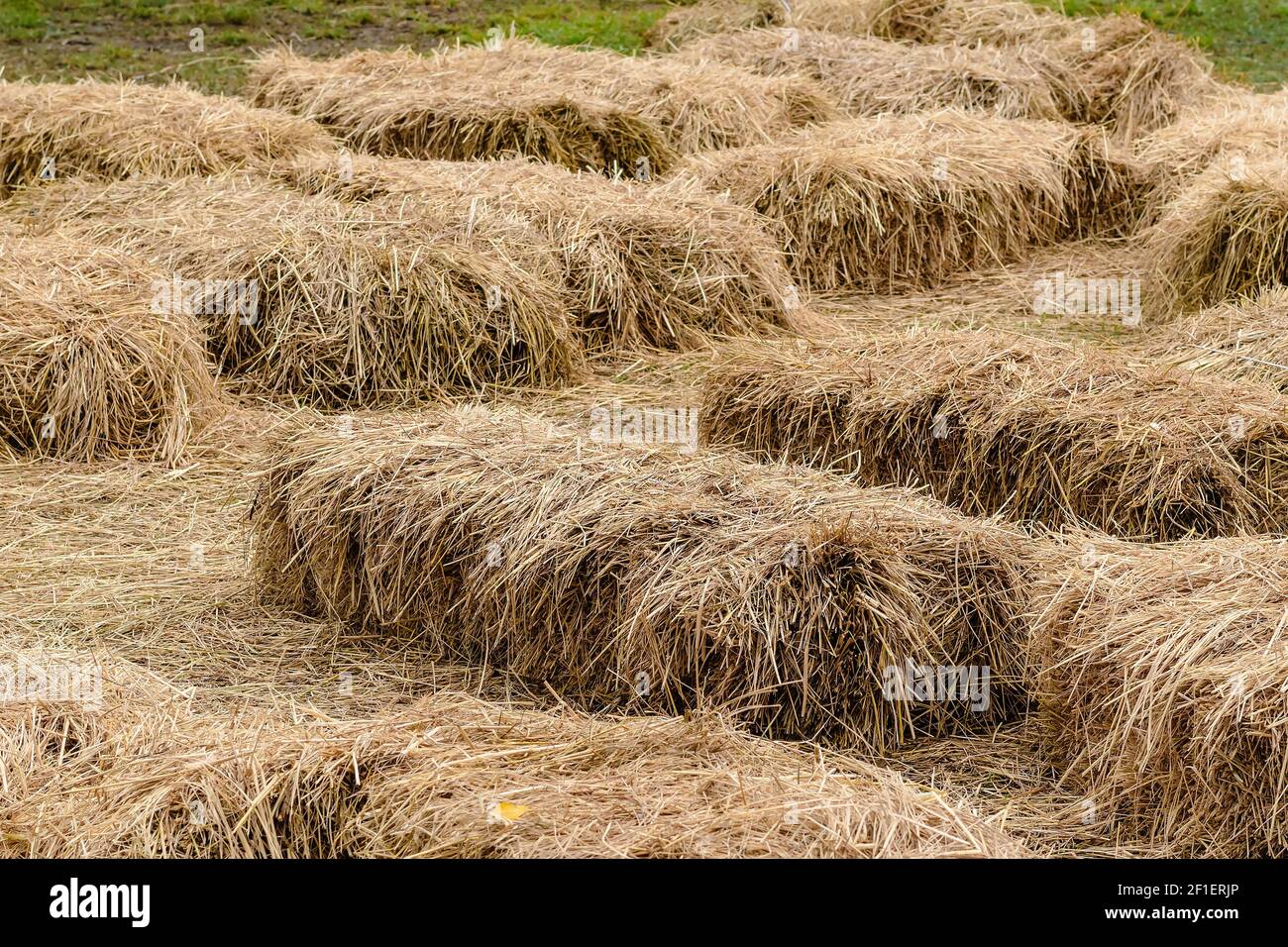 Seats and tables made from straw bales for event and party laid on lawn ...