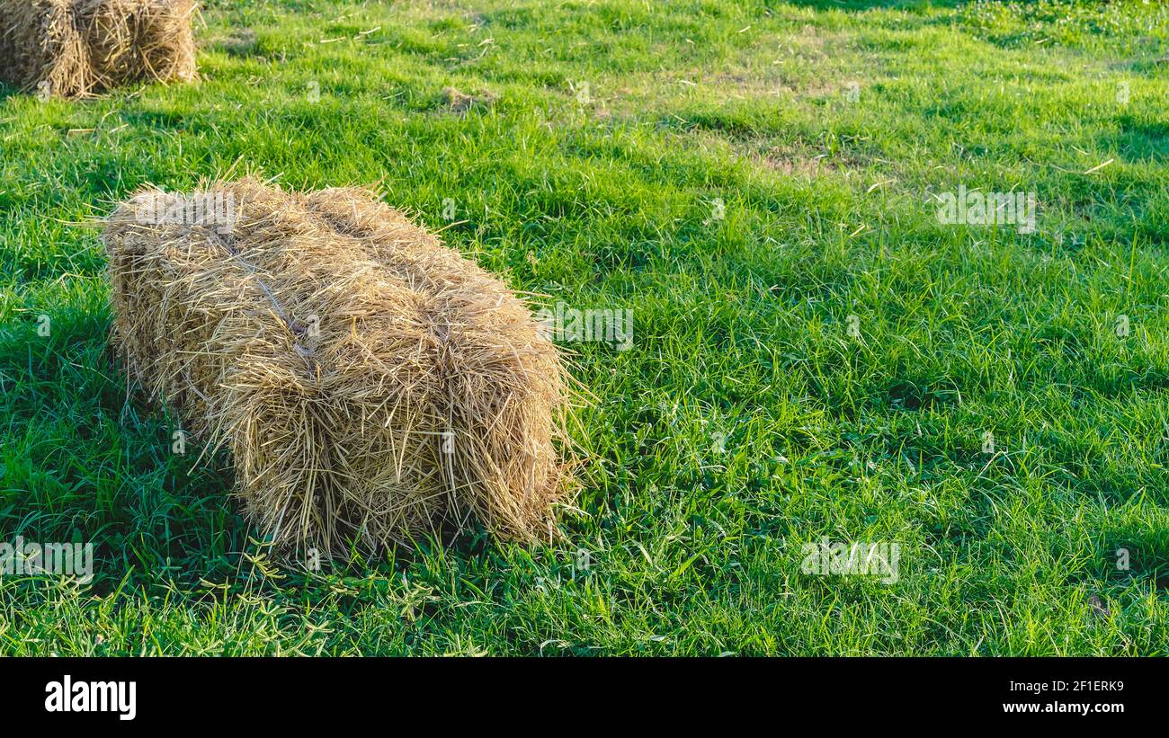 Seats and tables made from straw bales for event and party laid on lawn ...