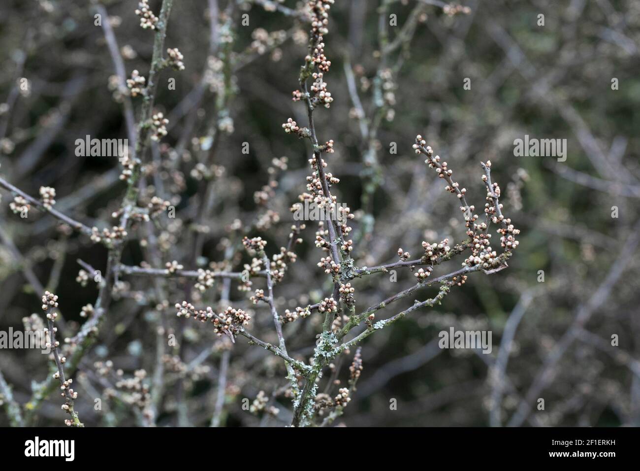 Blackthorn (sloe) (Prunus spinosa) hedge in early March, with blossom ...