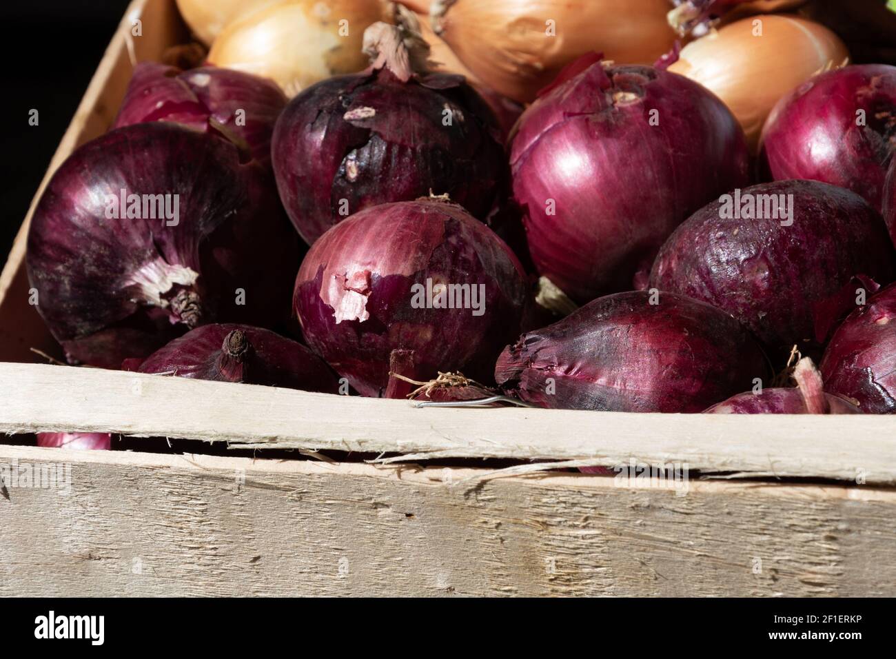 Organic red and yellow onions at local farmer market. Fresh produce ...