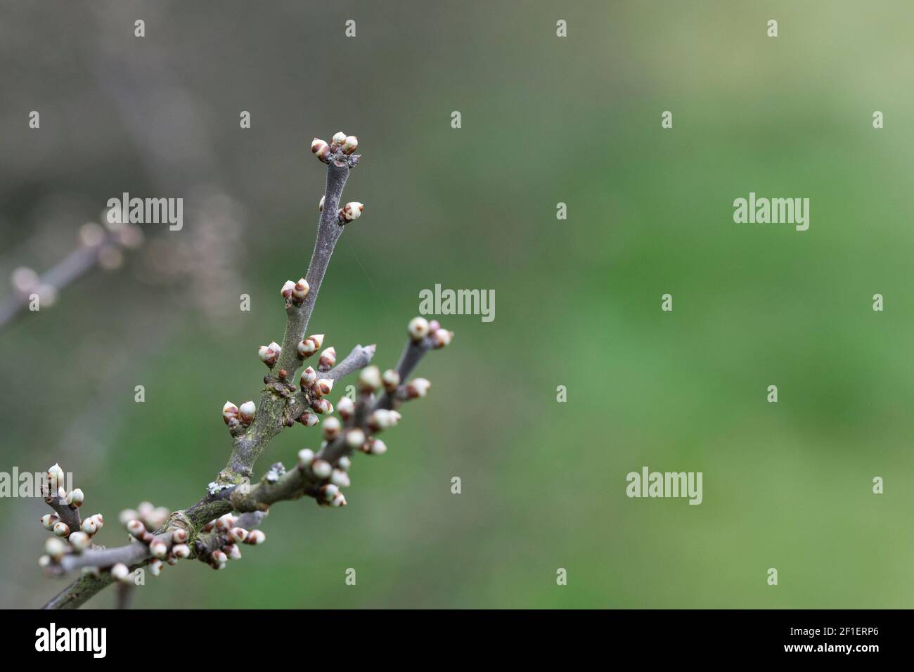 Blackthorn (sloe) (Prunus spinosa) hedge in early March, with blossom ...
