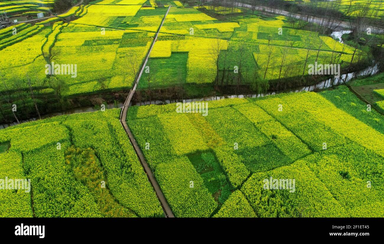Rape flowers bloom in Tongxi Village, Tonggu Town, Youyang Tujia and ...