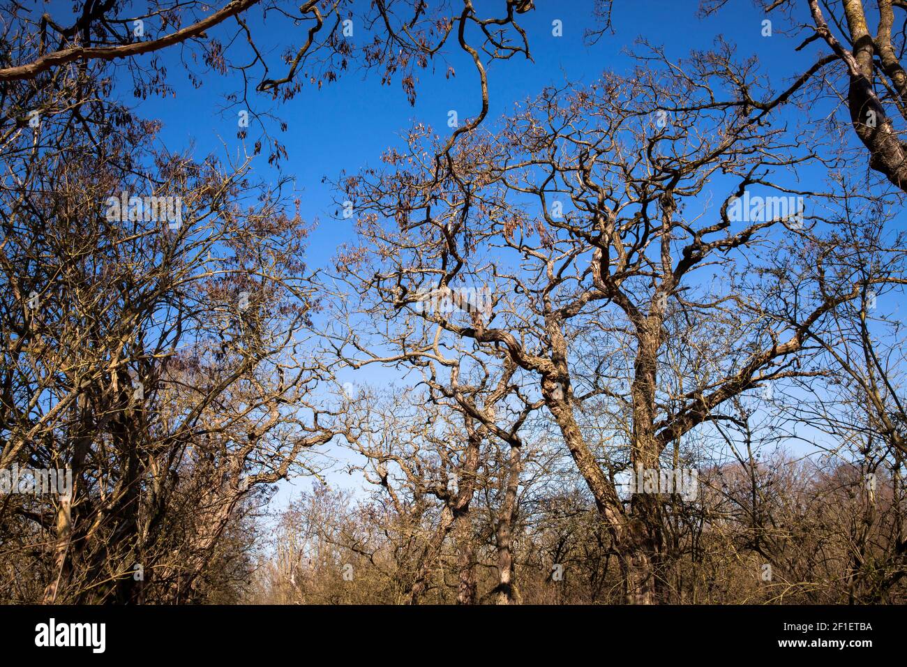 Robinia trees hi-res stock photography and images - Alamy