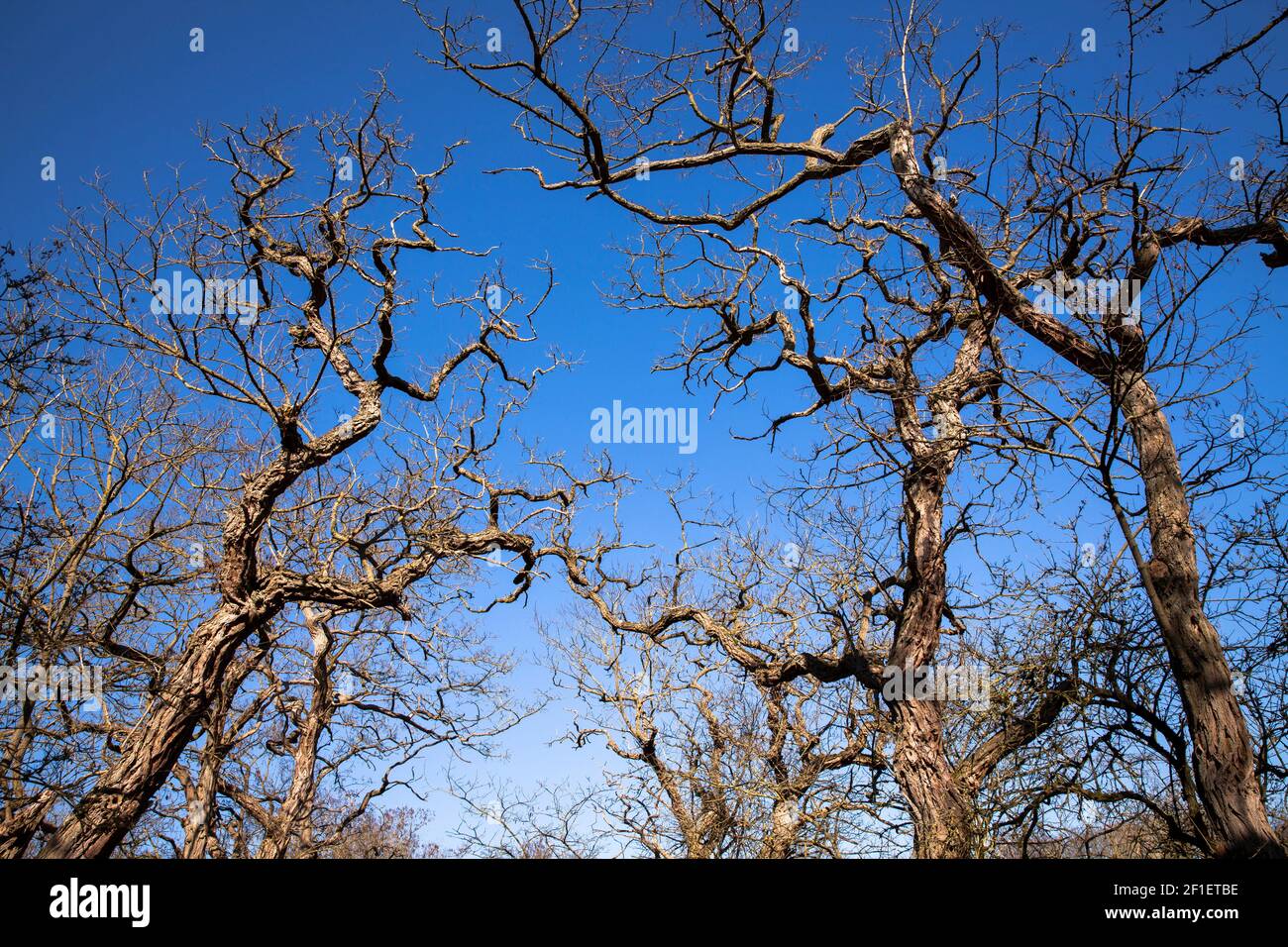 robinia trees (Robinia pseudoacacia) in the nature reserve Bislicher ...
