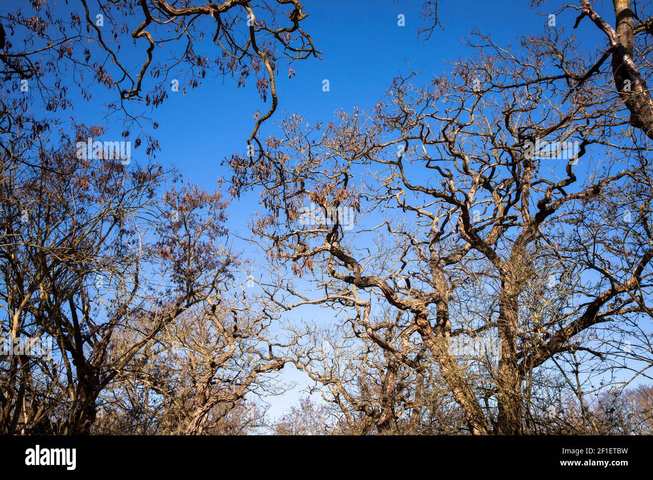 Robinia pseudoacacia tree hi-res stock photography and images - Alamy