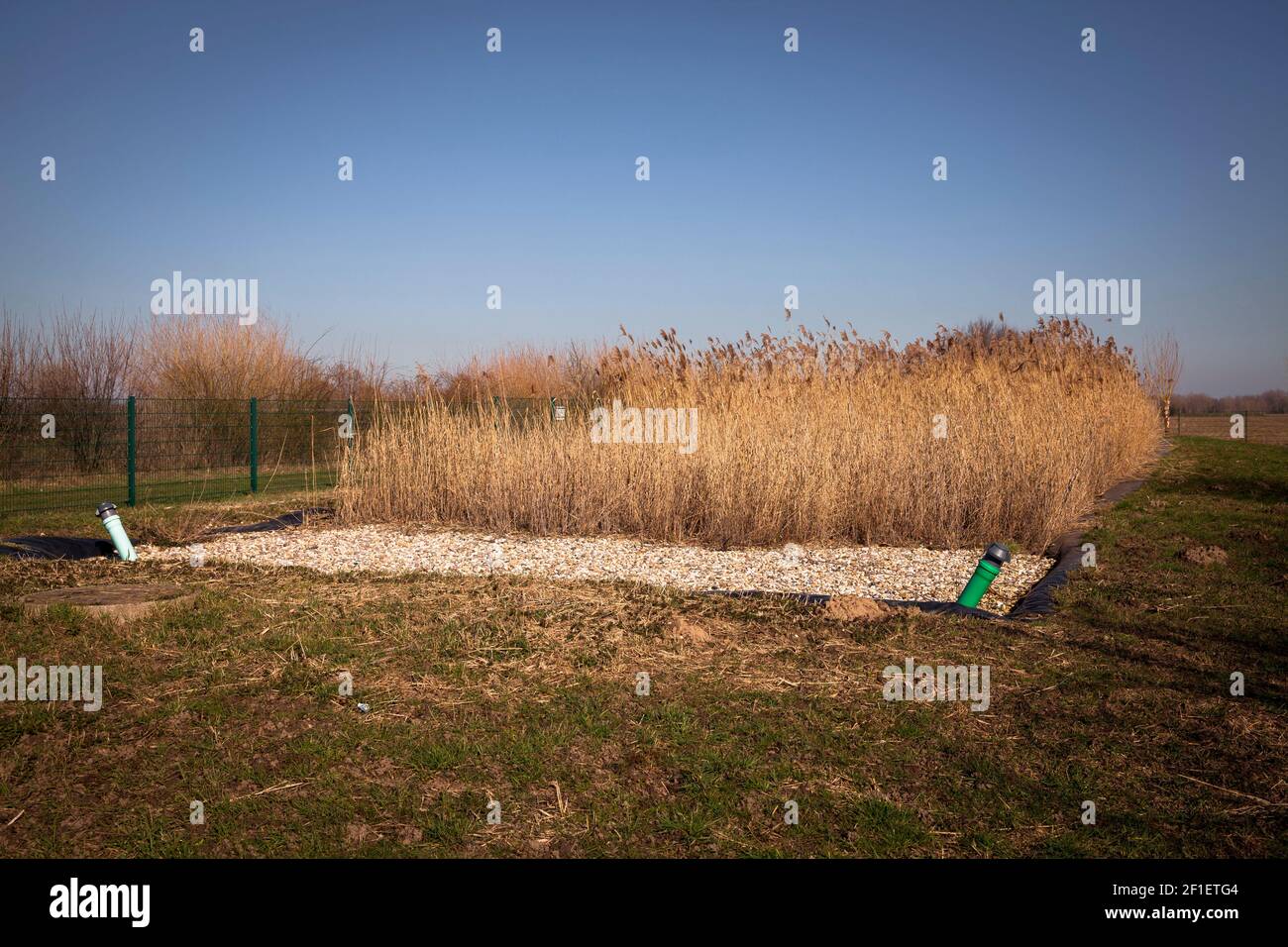 reed bed treatment plant in the nature reserve Bislicher Insel on the ...