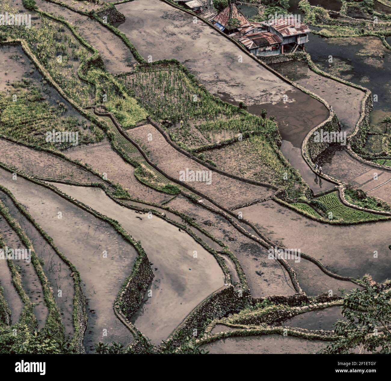 Terrace field for coultivation of rice Stock Photo - Alamy