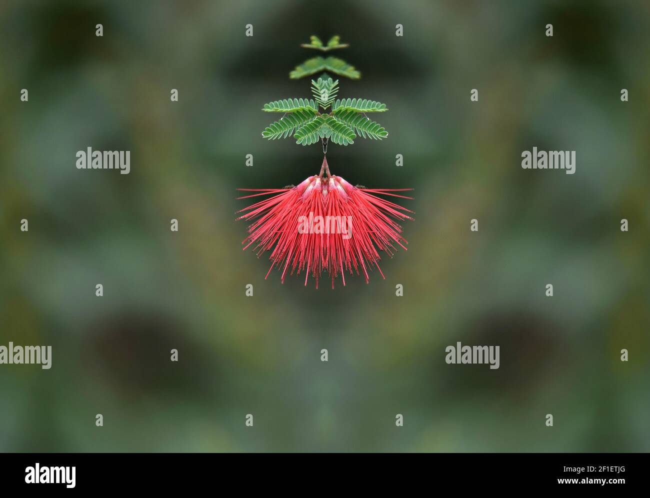 Calliandra emarginata (Pink Powder Puff) an ornamental flowering plant ...