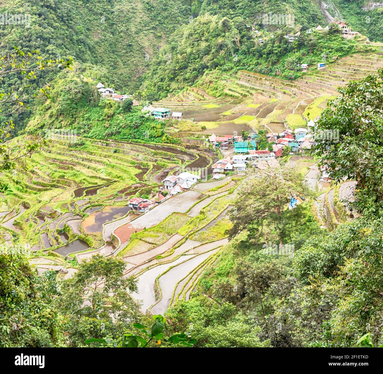Terrace field for coultivation of rice Stock Photo - Alamy