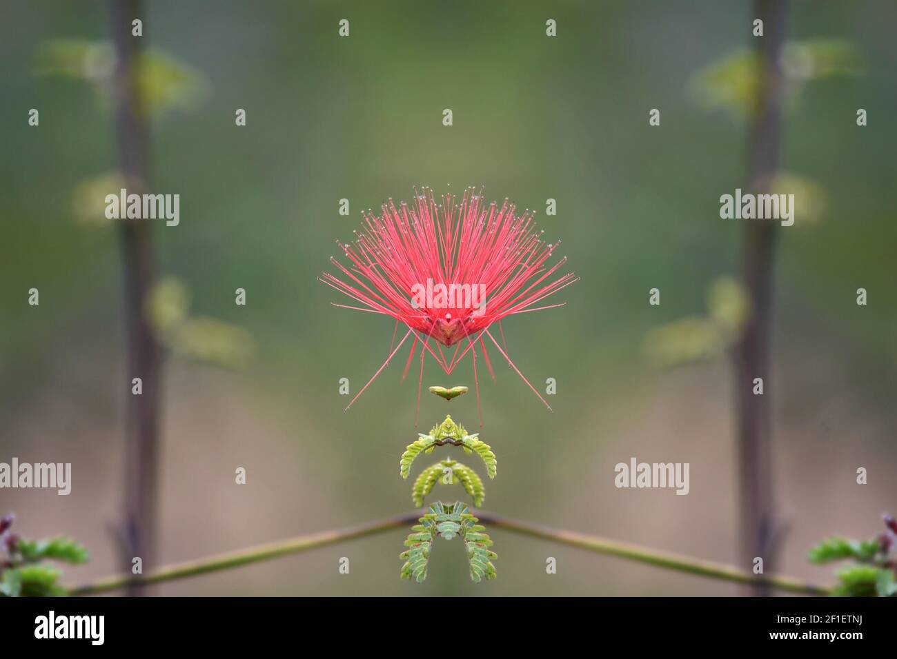 Dwarf powderpuff hi-res stock photography and images - Alamy