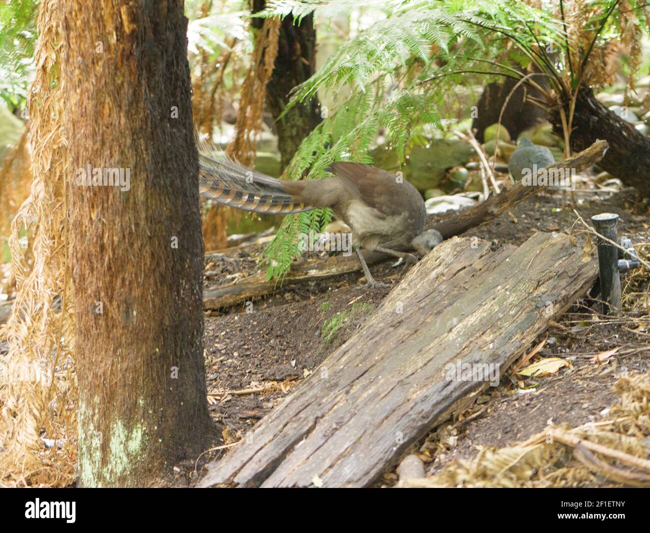 Lyre bird hi-res stock photography and images - Alamy