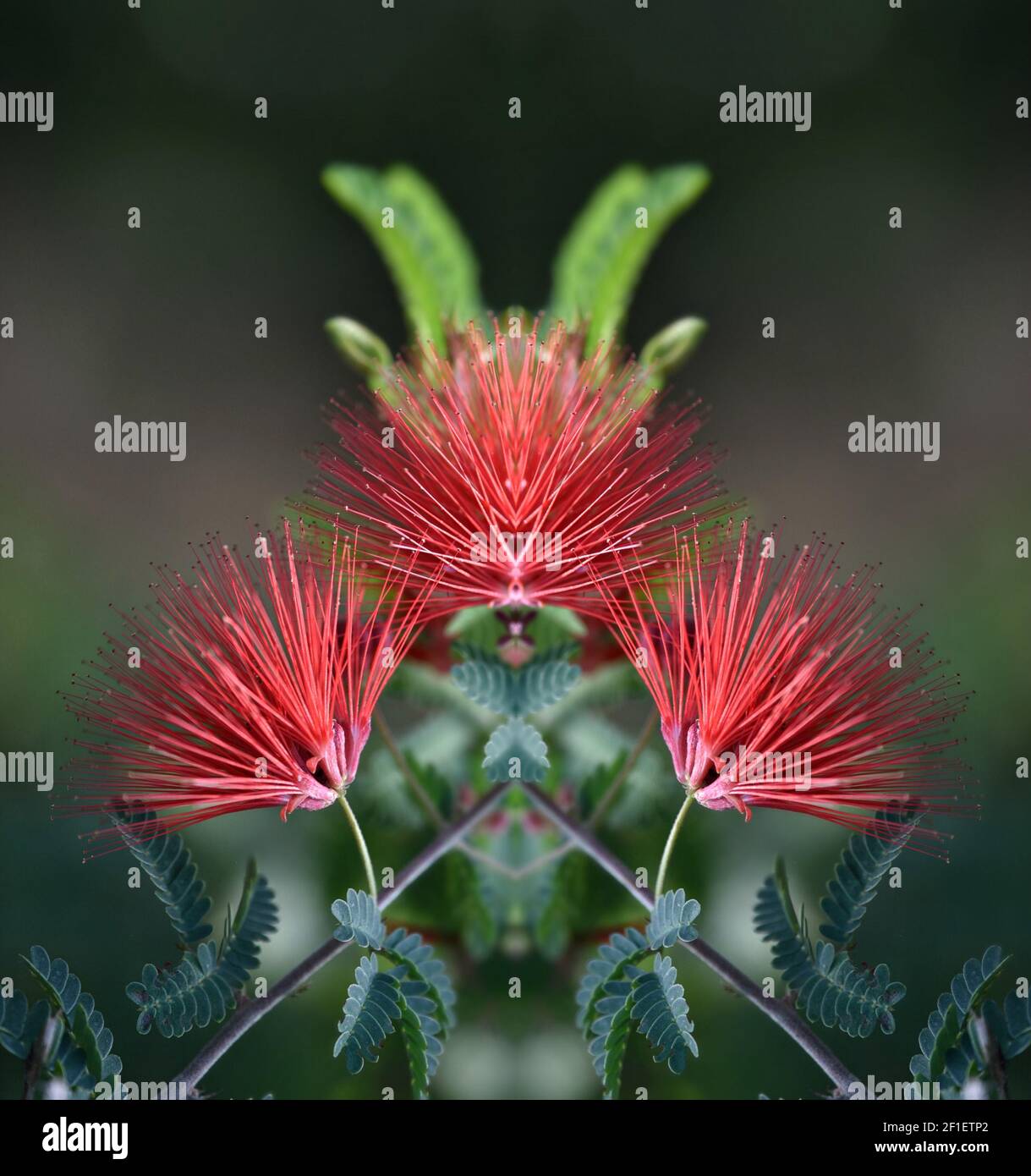 San Diego Powder Puff Tree