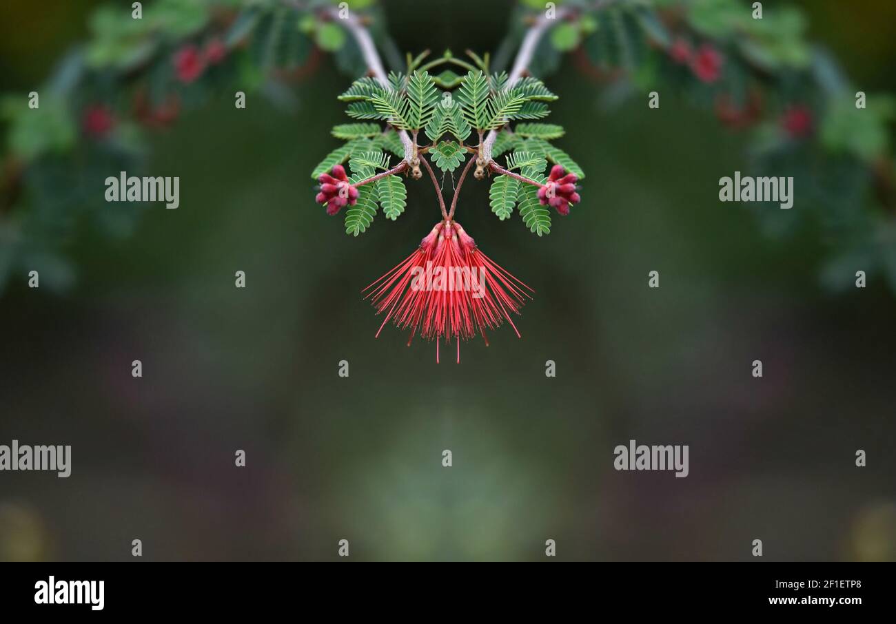 Dwarf powderpuff hi-res stock photography and images - Alamy