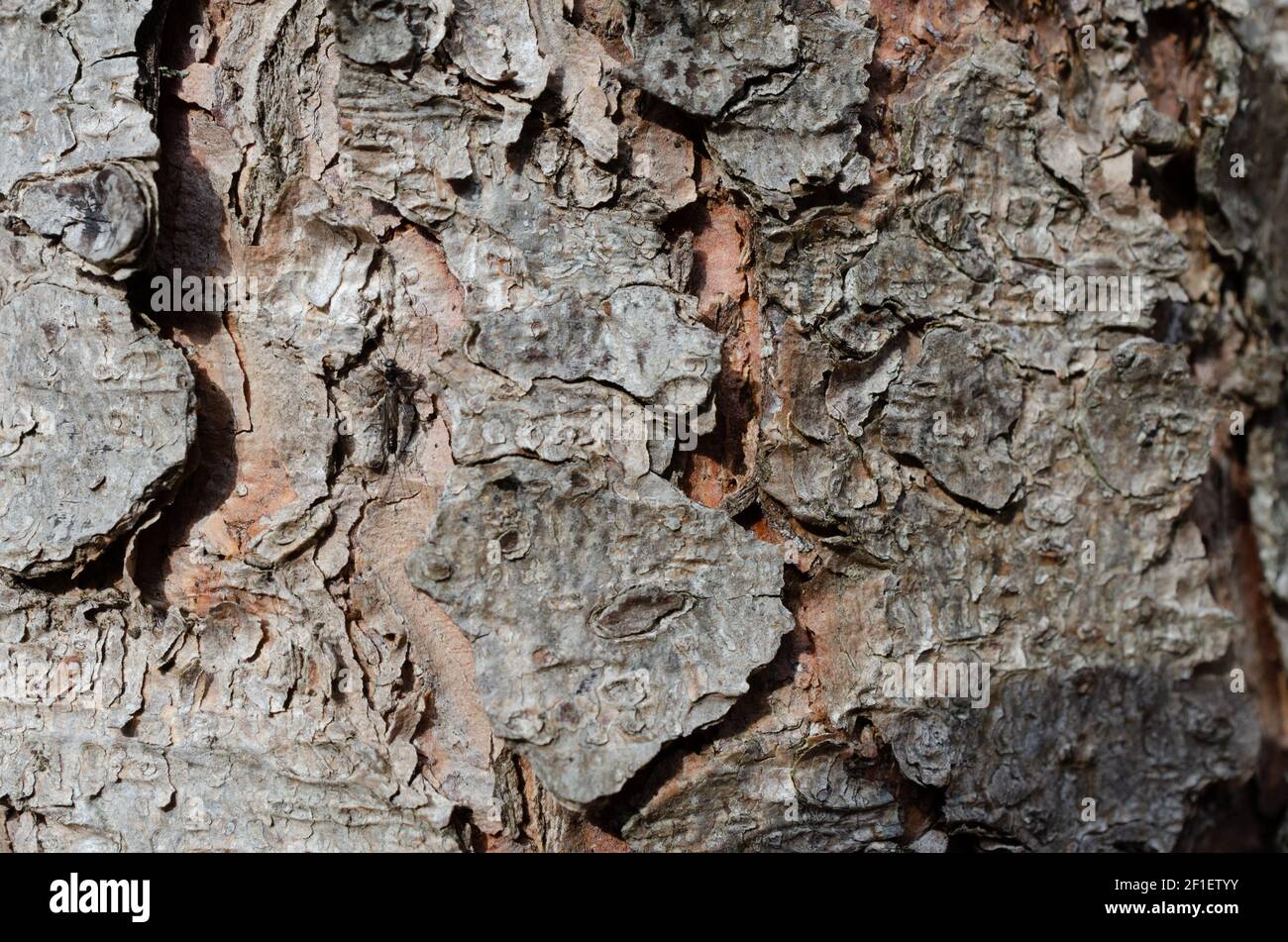 Close up of tree bark with an insect climbing on it Stock Photo - Alamy