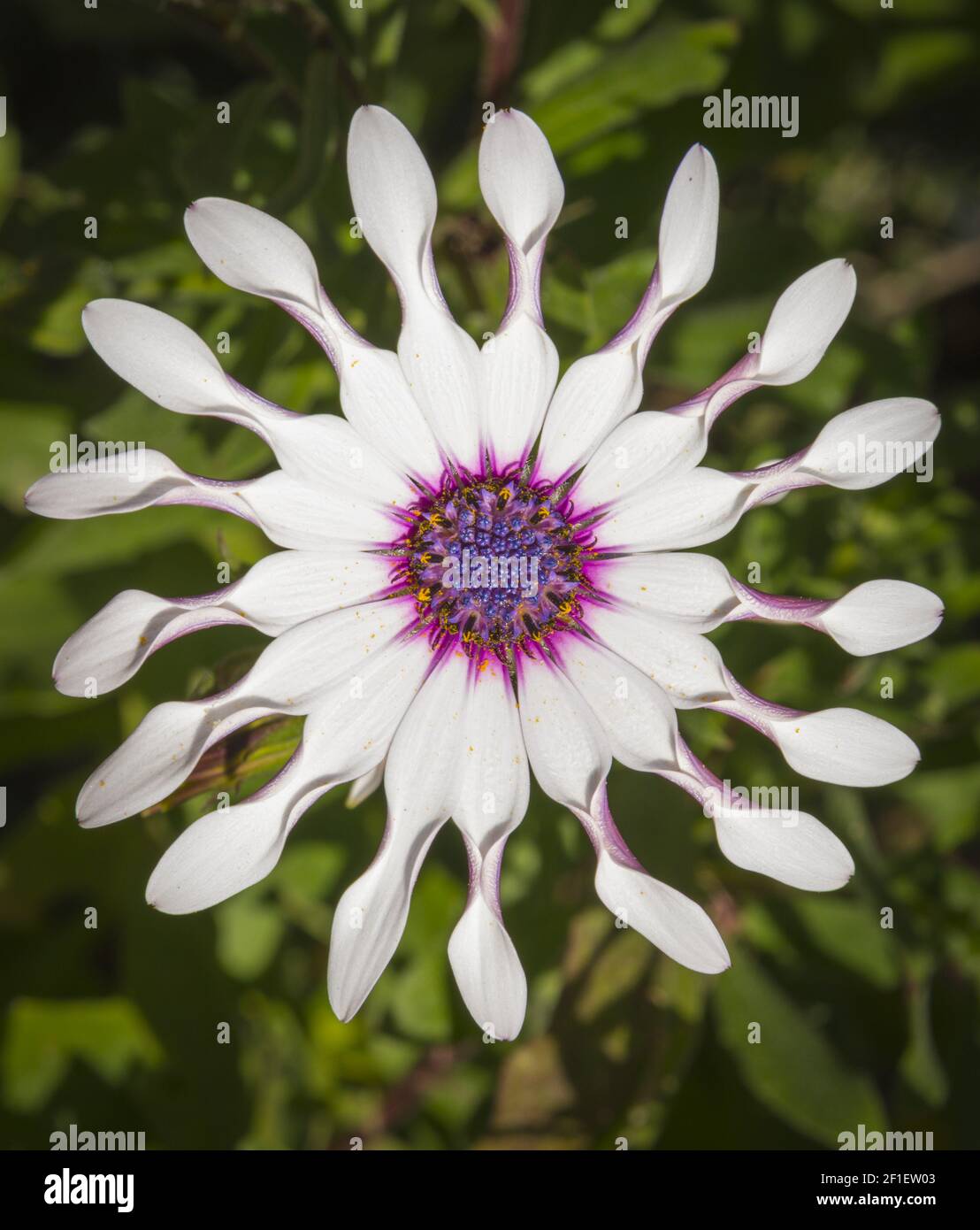 Shrubby daisybush also called trailing African daisy Stock Photo - Alamy