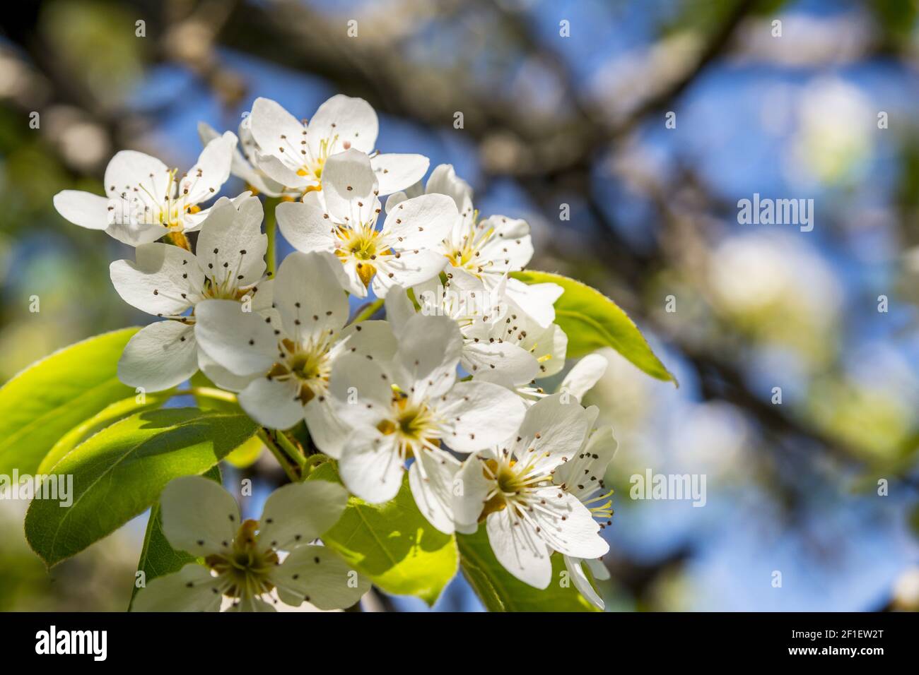 Blossom pear tree hi-res stock photography and images - Alamy