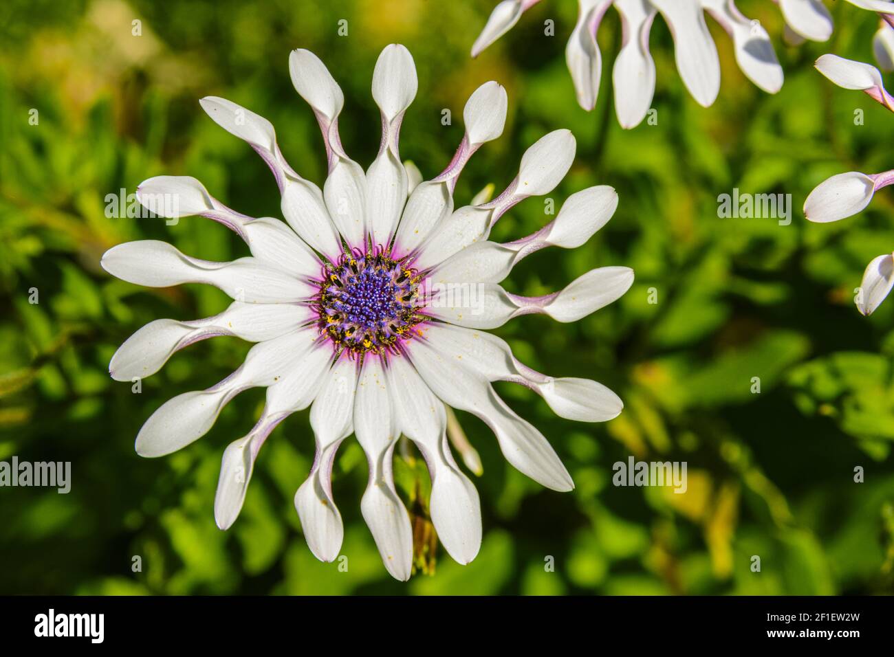 Shrubby daisybush also called trailing African daisy Stock Photo - Alamy