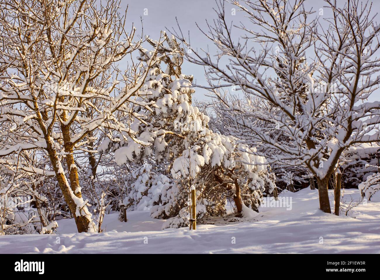 Snow laden trees hi-res stock photography and images - Alamy