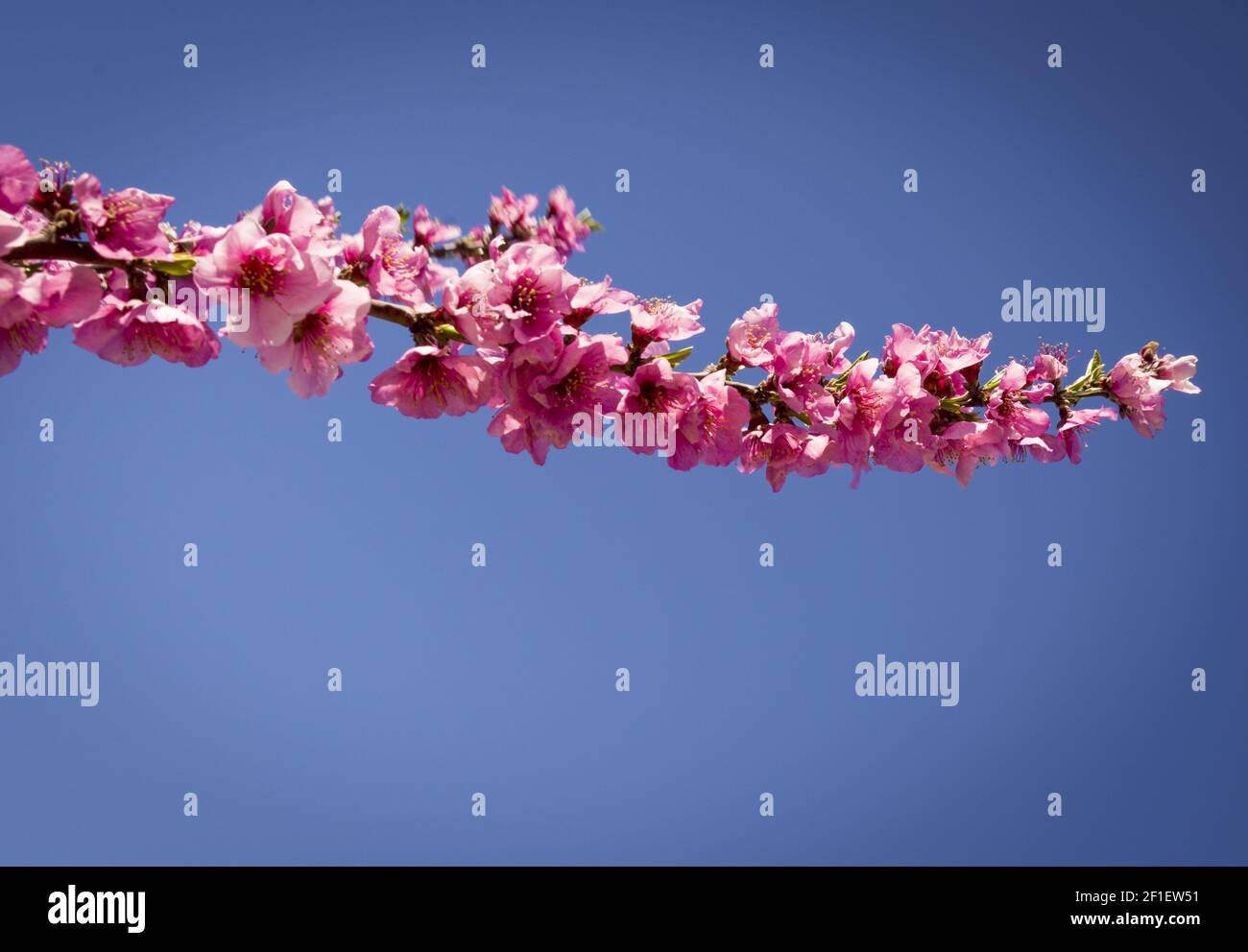 Peach tree spring hi-res stock photography and images - Alamy