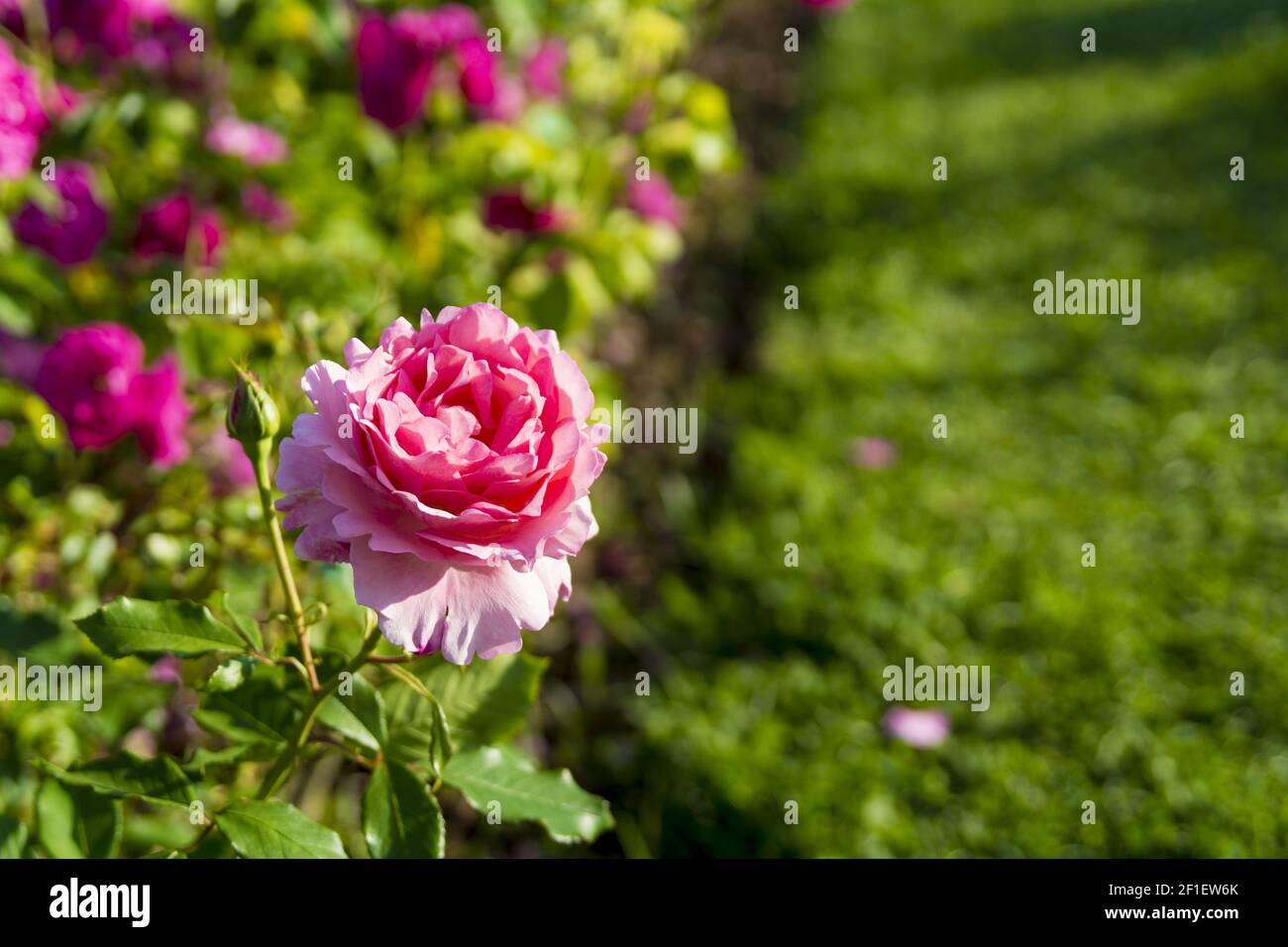 Ornamental rose hi-res stock photography and images - Alamy