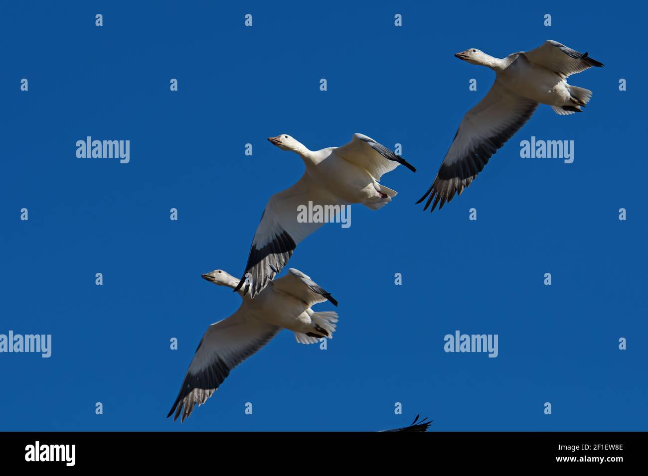 Snow geese flying in formation in the late afternoon sun during spring ...